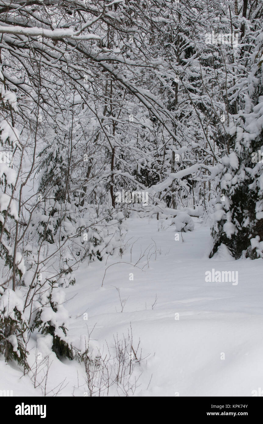 Trees covered with snow in a winter scene from Oslo Norway Stock Photo ...