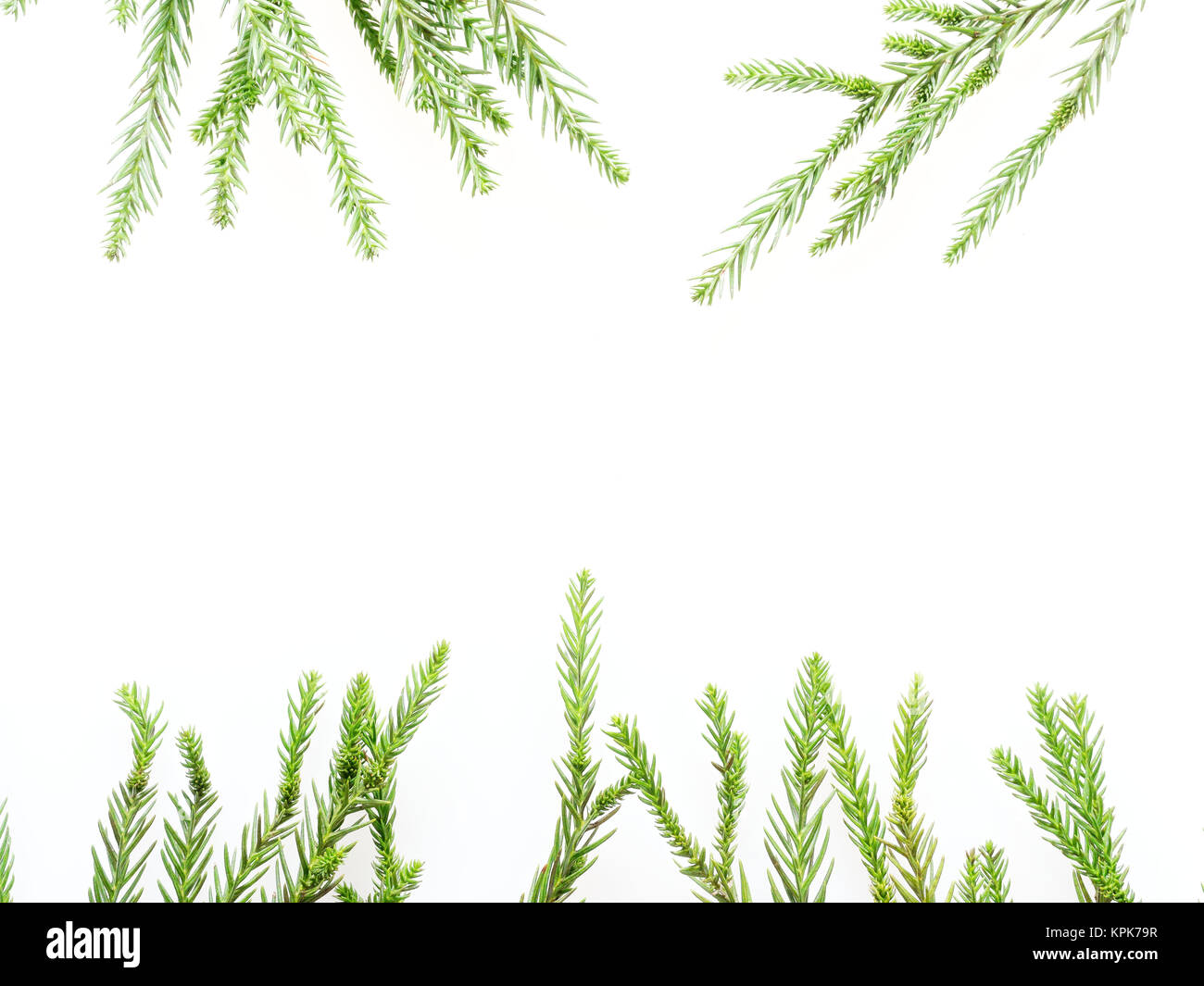 Green cane hi-res stock photography and images - Alamy