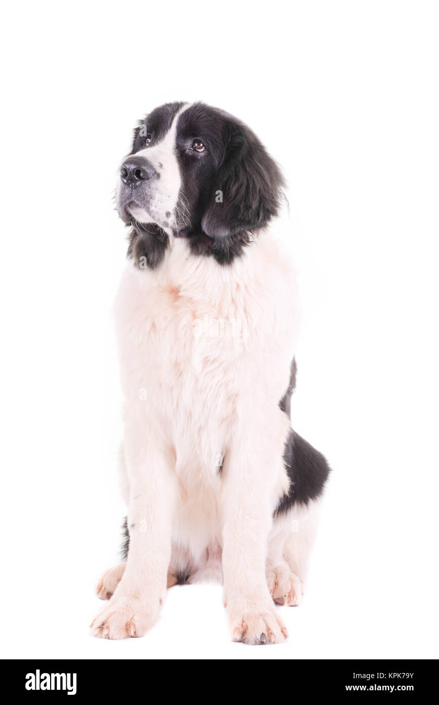landseer dog isolated in front on white background Stock Photo - Alamy