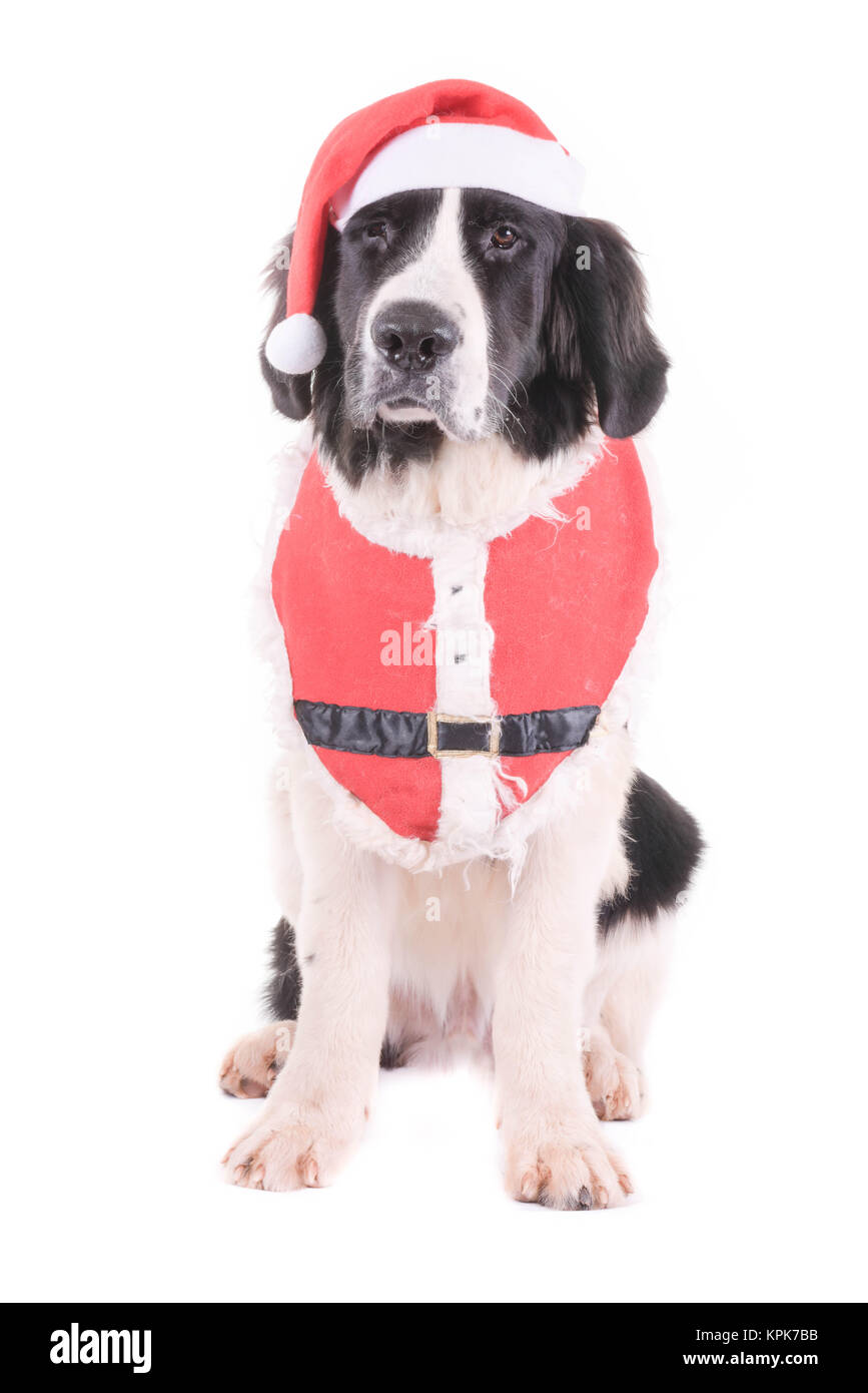 White christmas puppy hi-res stock photography and images - Alamy