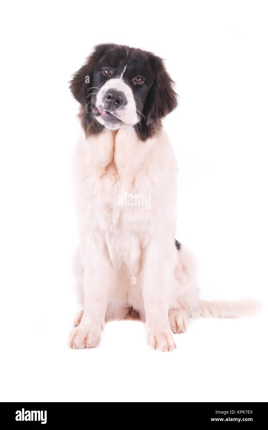 landseer dog isolated in front on white background Stock Photo - Alamy