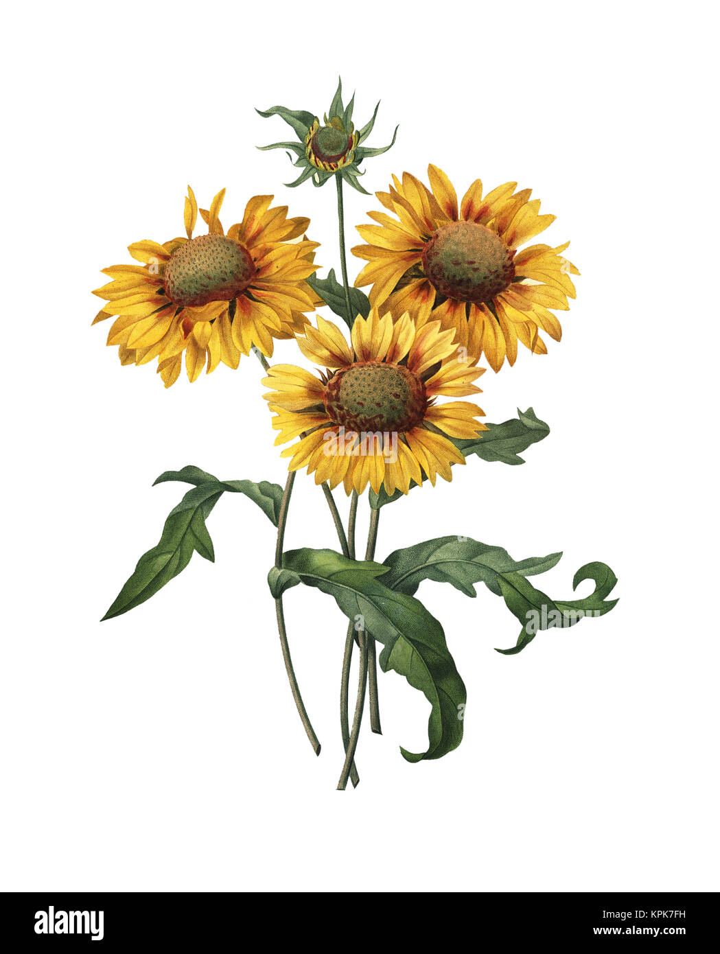 Sunflower Botanical Illustration
