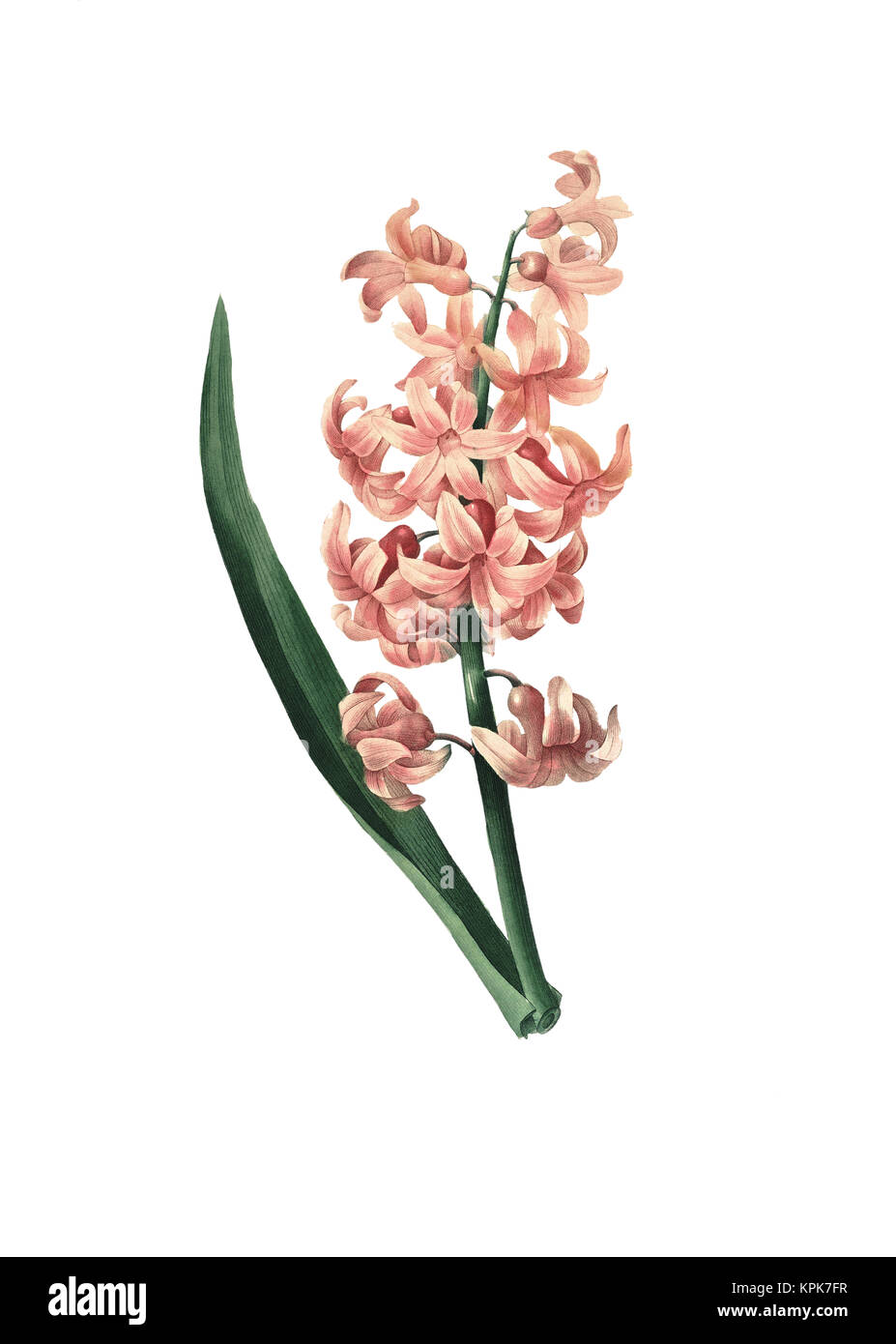 Antique illustration of a garden hyacinth. Engraving by Pierre-Joseph ...
