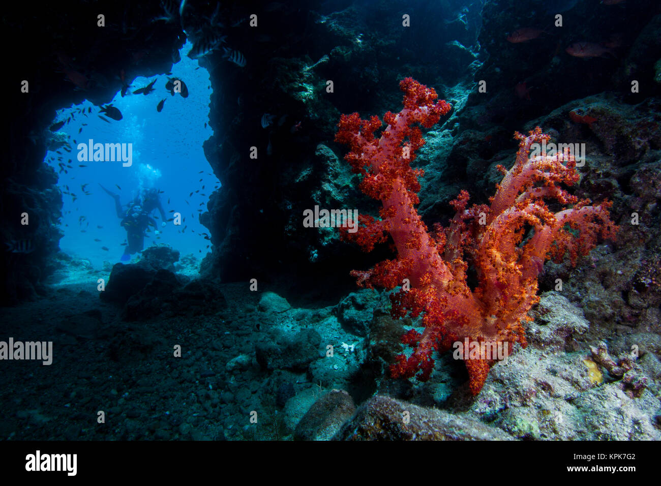 Red Dendronephthya Coral at the Entrance of an Underwater Cave Stock ...