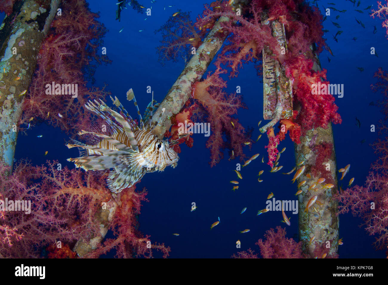 Common Lionfish and Dendronepthya. The habitat is a ship wreck Stock ...
