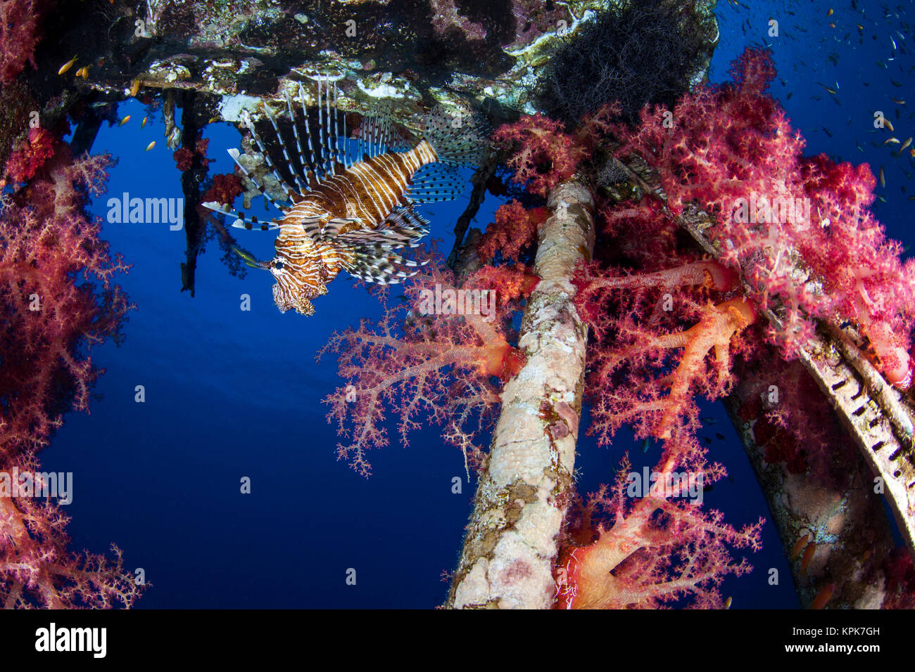 Common Lionfish and Dendronepthya. The habitat is a ship wreck Stock ...