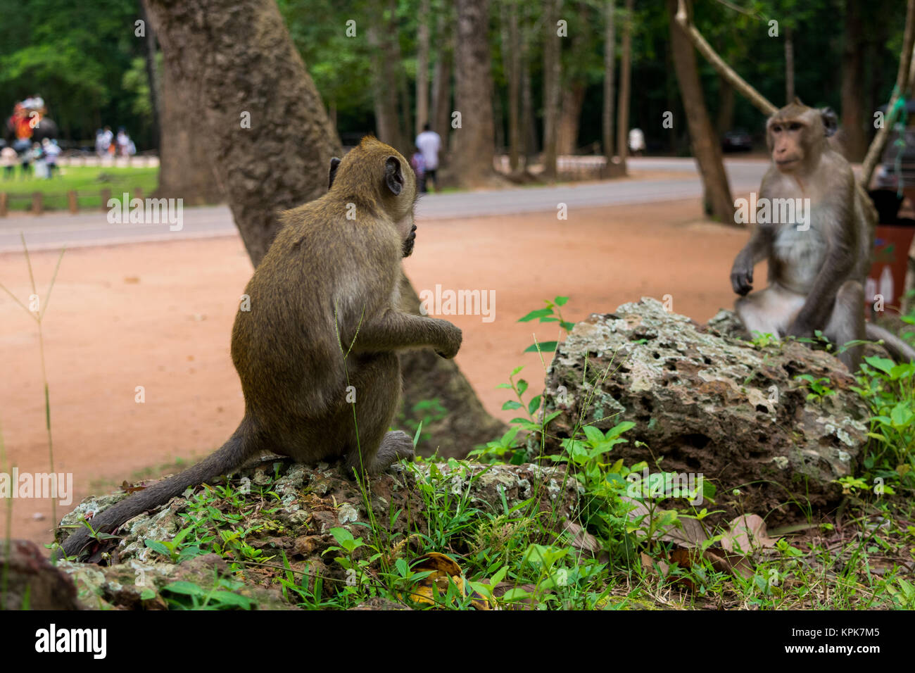 Monkey stare fight hi-res stock photography and images - Alamy