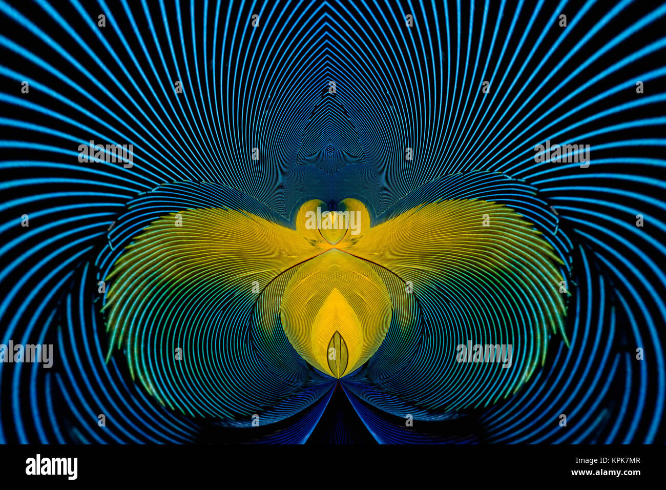 Scarlet Macaw (Ara macao) feather pattern Stock Photo - Alamy