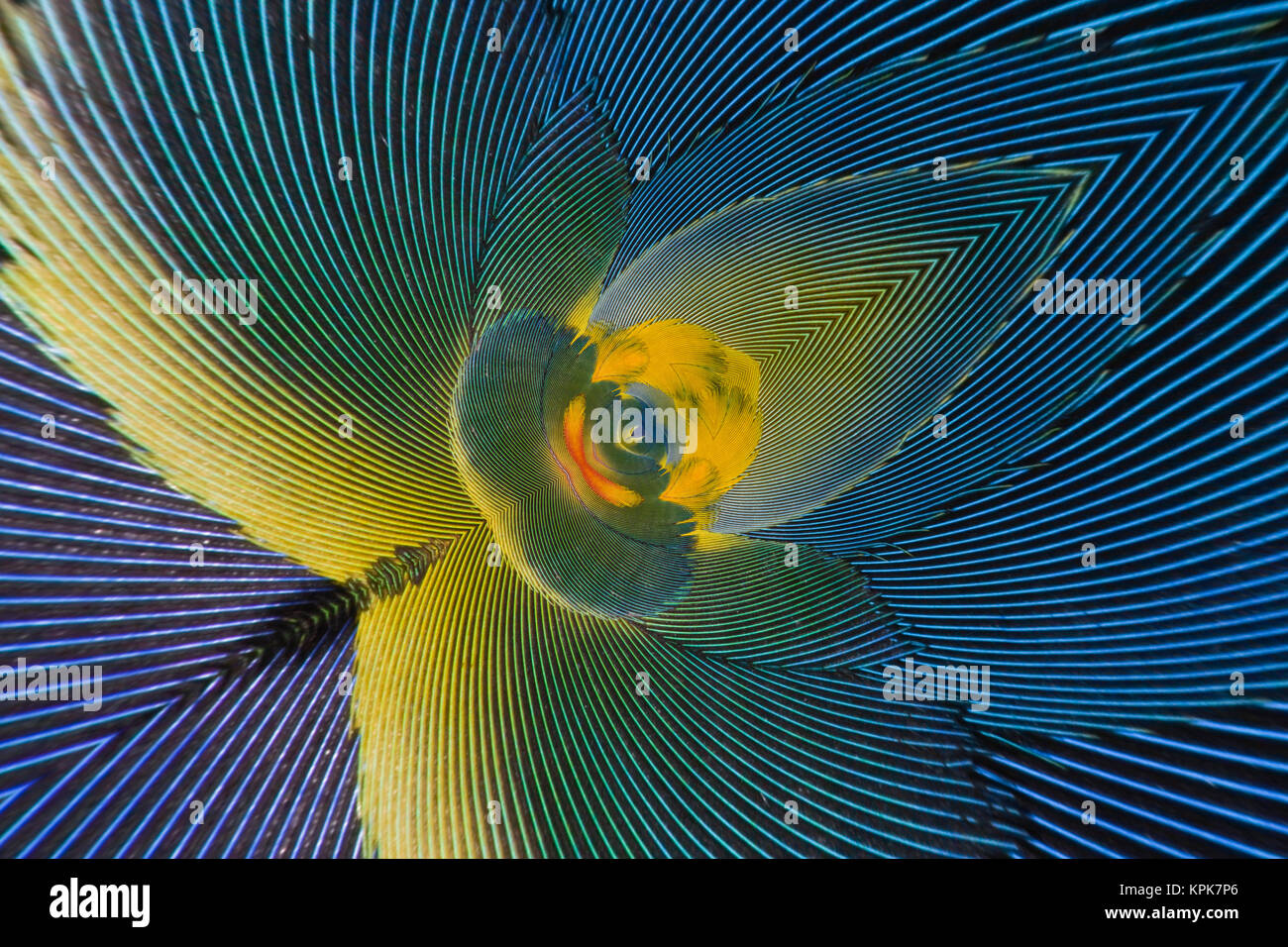 Scarlet Macaw (Ara macao) feather pattern Stock Photo - Alamy