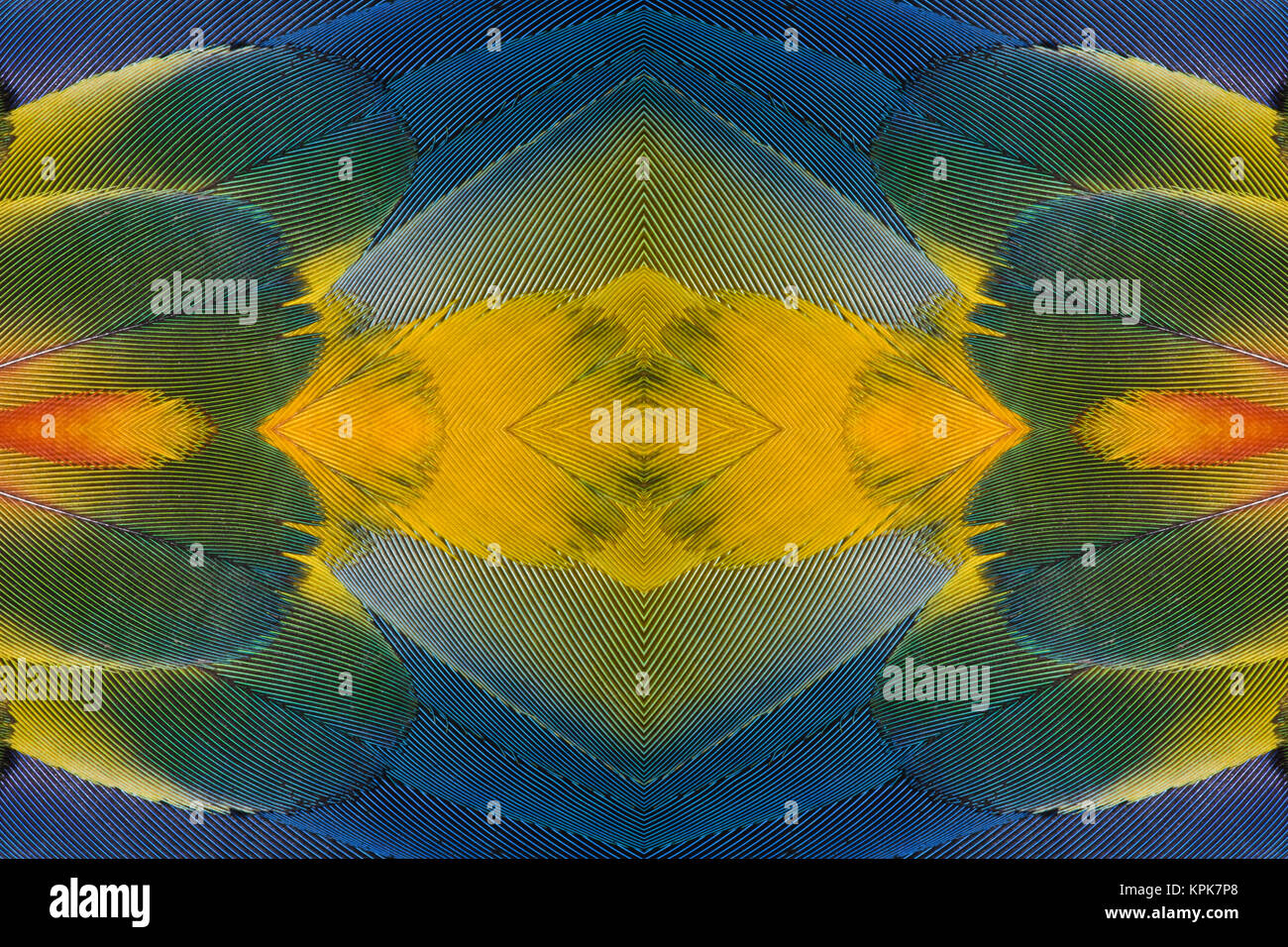 Scarlet Macaw (Ara macao) feather pattern Stock Photo - Alamy
