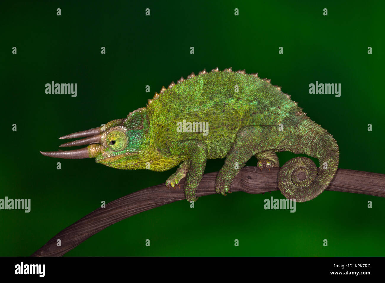 Jacksonii hi-res stock photography and images - Alamy