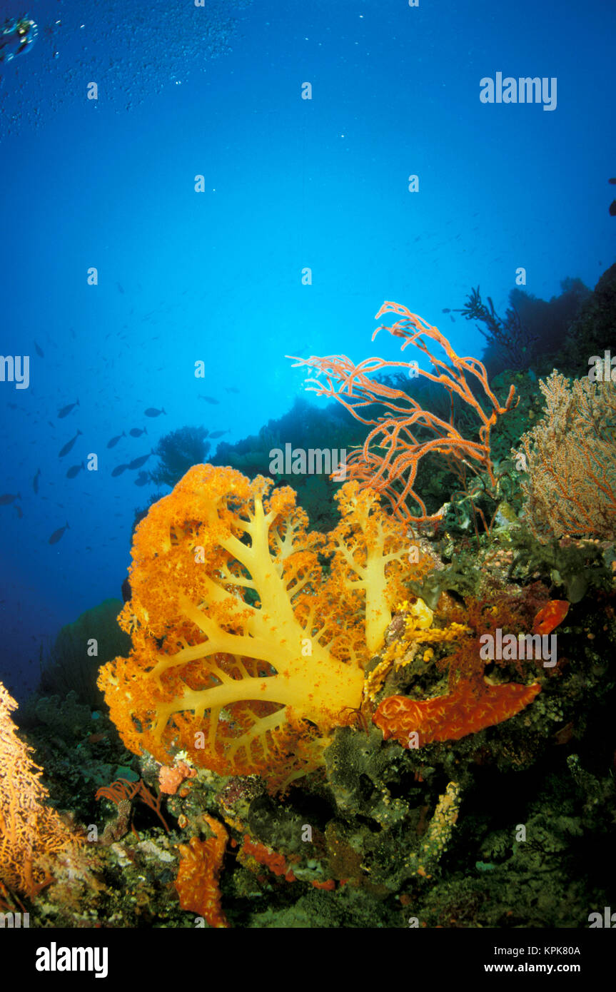 Colorful marine life hi-res stock photography and images - Alamy