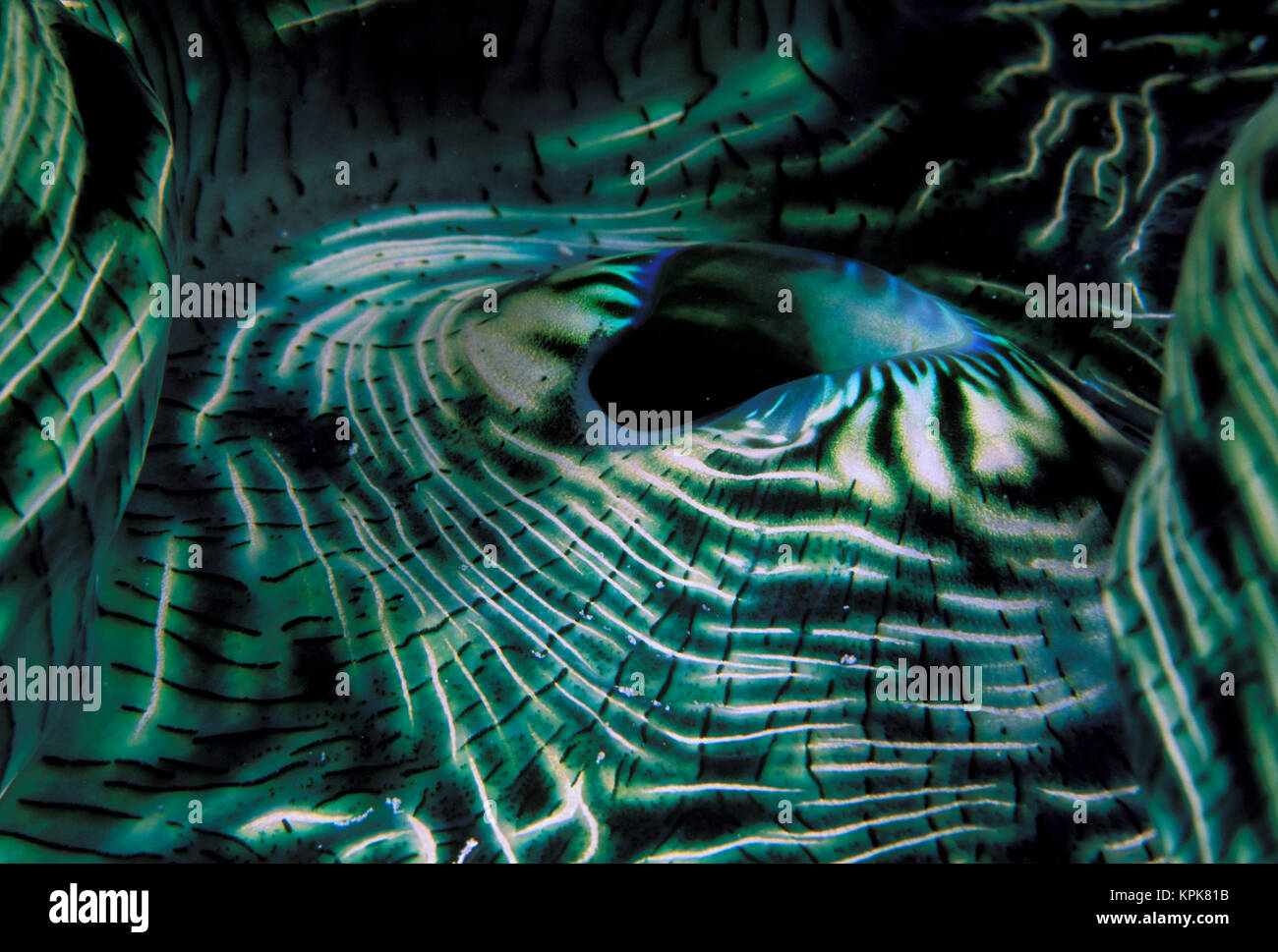 Micronesia, Palau. Giant clam mantle, or tridacna gigas Stock Photo - Alamy