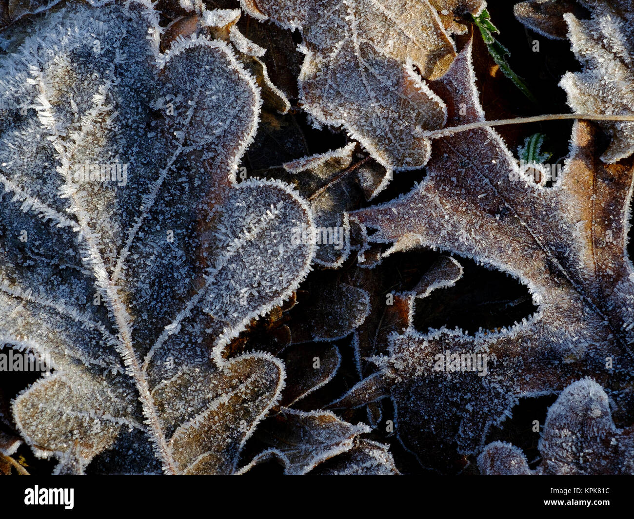 Fallen oak leaves hi-res stock photography and images - Alamy