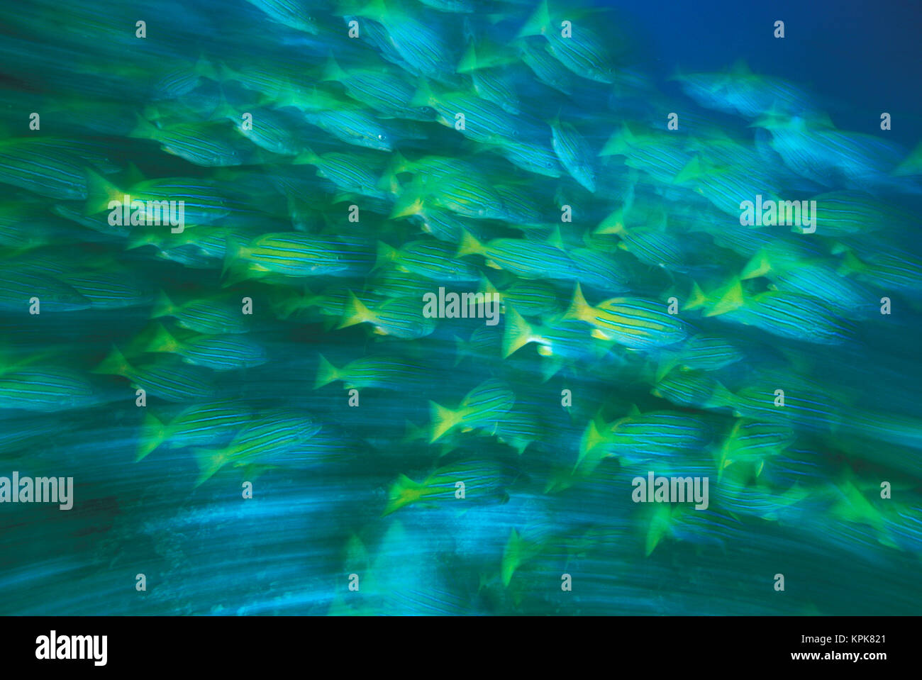 Columbia, Malpelo Island. Blue and gold snapper, or lutjanus viridis ...