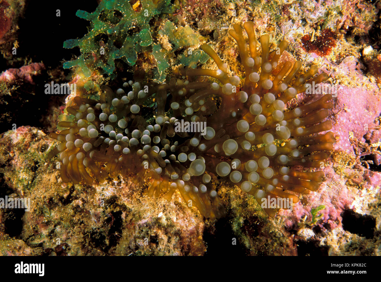 Caribbean. Branched anemone Stock Photo - Alamy