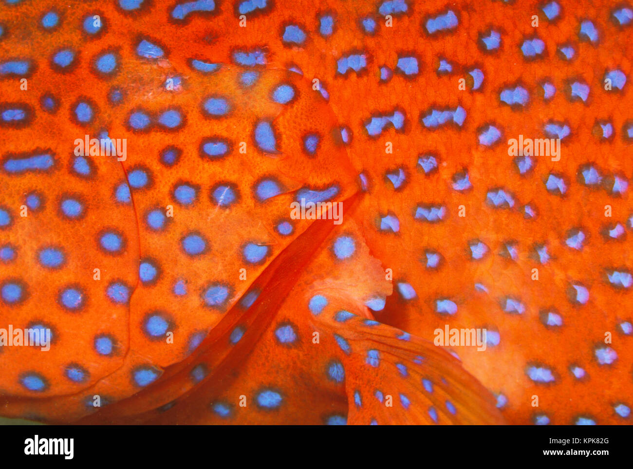 Skin detail of coral cod, or cephalopholis miniata Stock Photo - Alamy