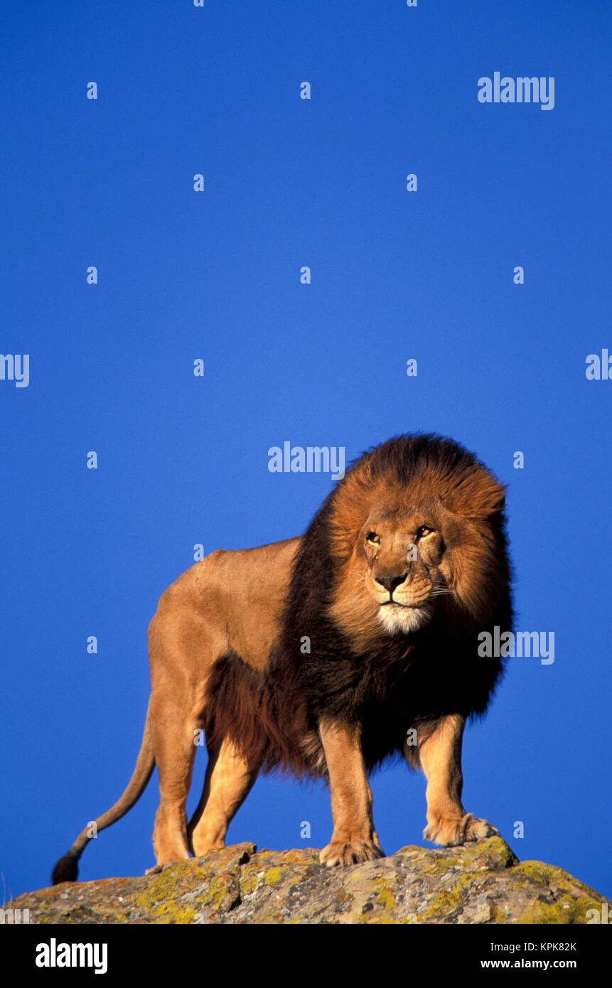 African jungle animal hi-res stock photography and images - Alamy
