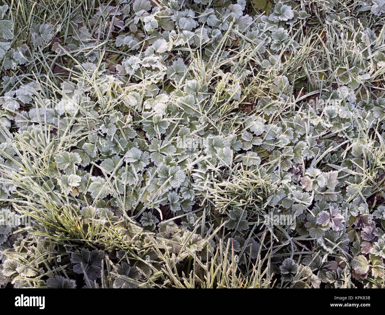 Frosty leaves and plants on a cold December morning Stock Photo - Alamy