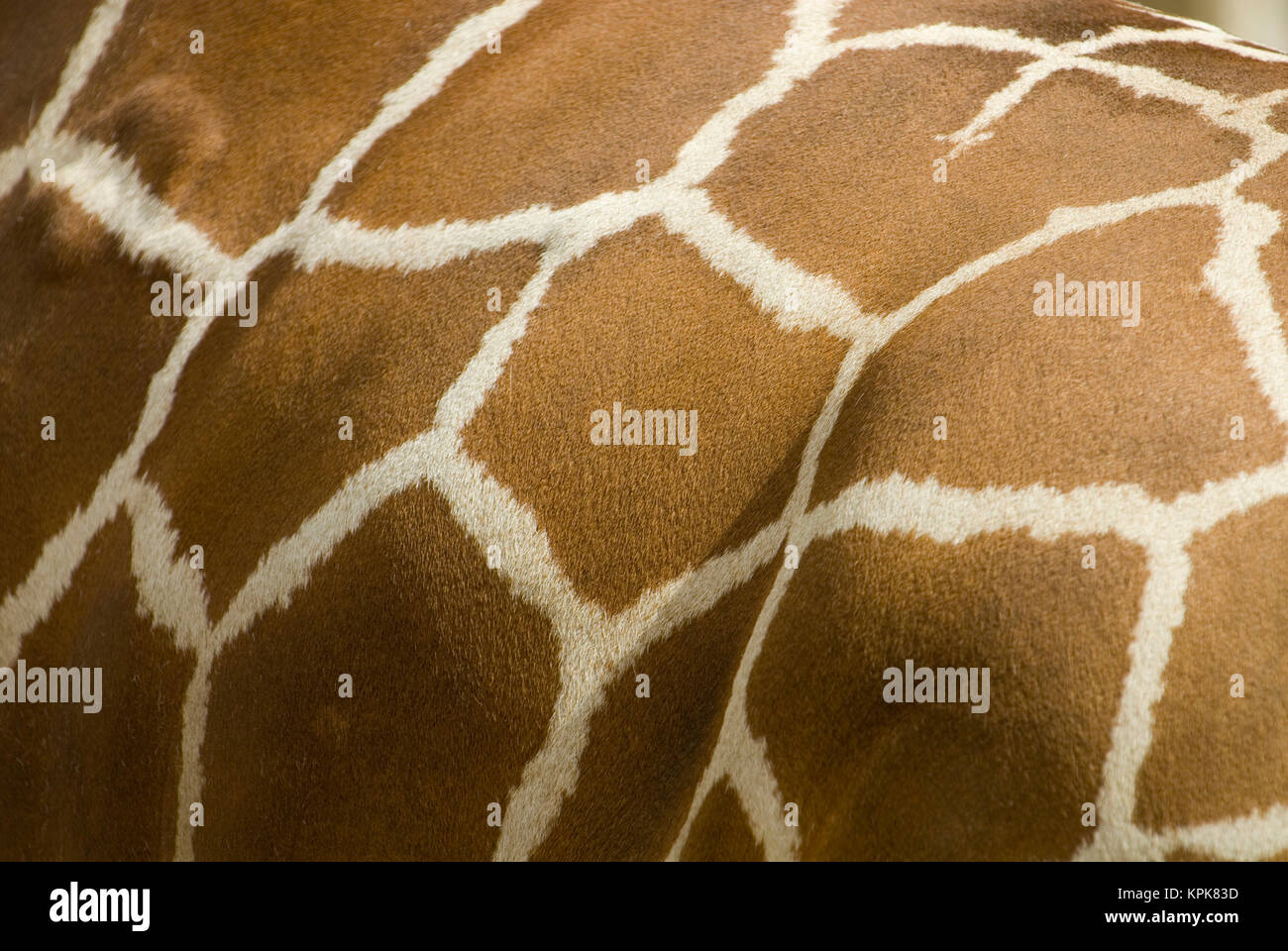 Pleasing graphic pattern of reticulated giraffe. Captive Stock Photo ...