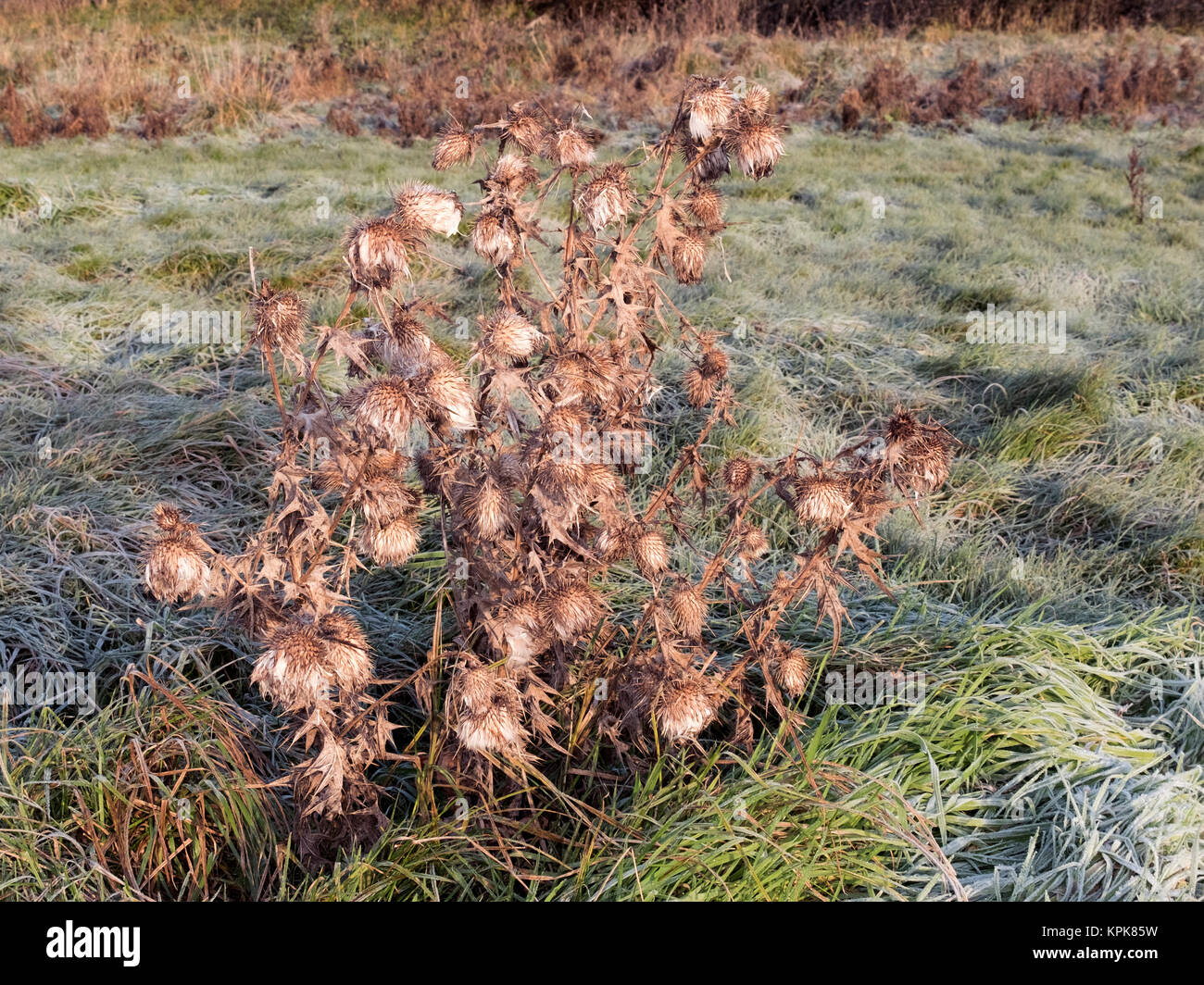 Dead weed on the edge of a public bridleway/ public footpath near the ...