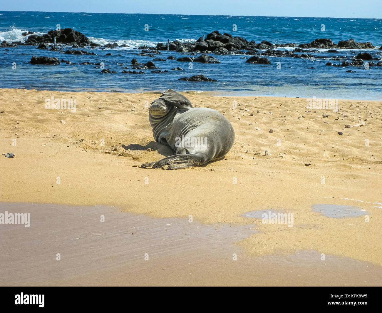 Portrait of a hawaiian monk seal sleeping on the tropical beach, Kauai ...