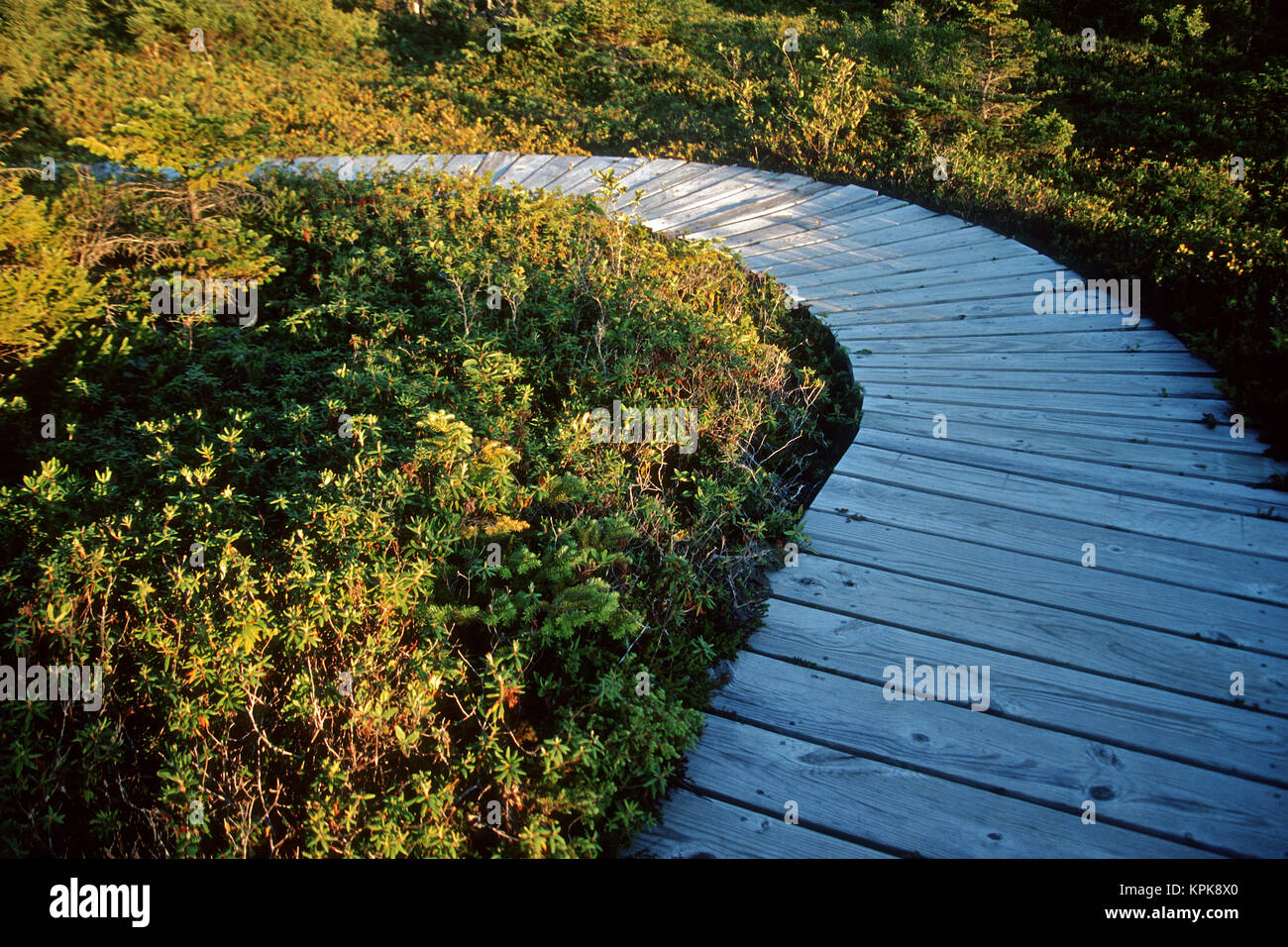 West quoddy head bog hi-res stock photography and images - Alamy