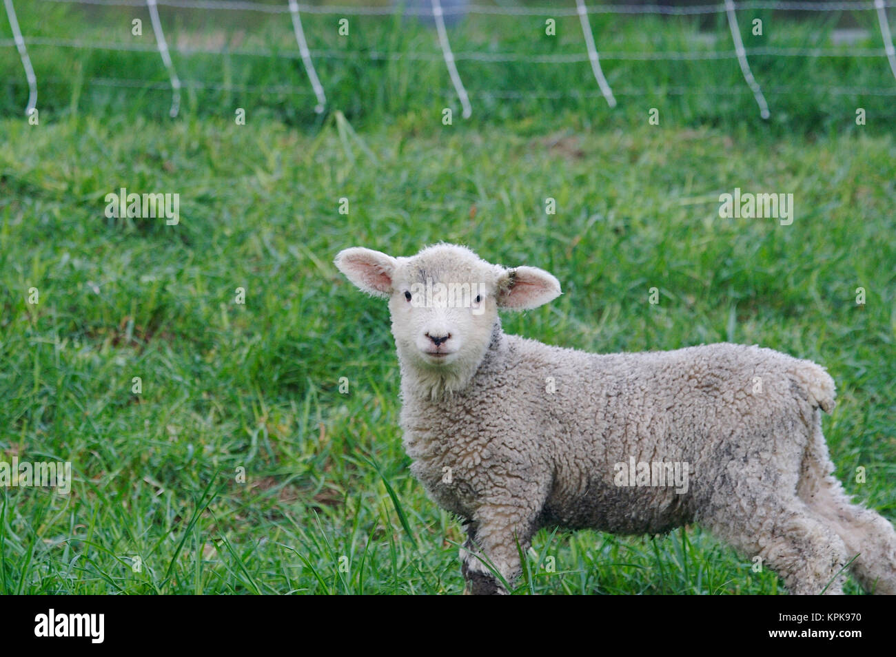 USA, Massachusetts, Shelburne. A lamb looks at the photographer Stock ...