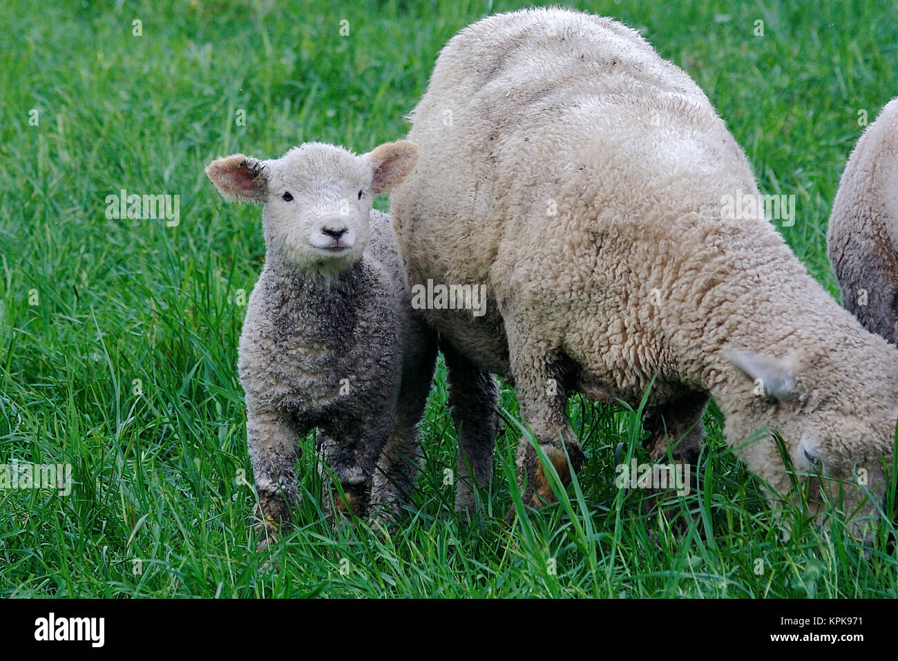 USA, Massachusetts, Shelburne. A lamb stands next to a sheep among tall ...