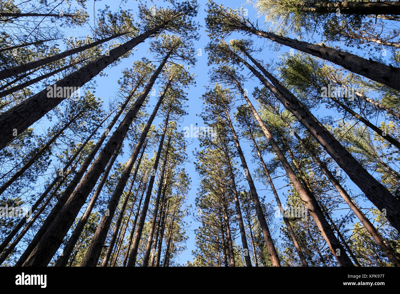 The regularly-spaced trees of the Red Pine Plantation, established in ...