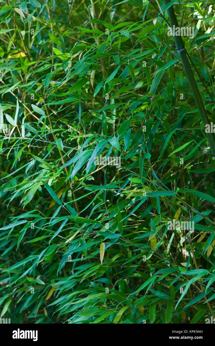 USA, MASSACHUSETTS, Chappaquiddick Island: Bamboo Forest / Mytoi ...