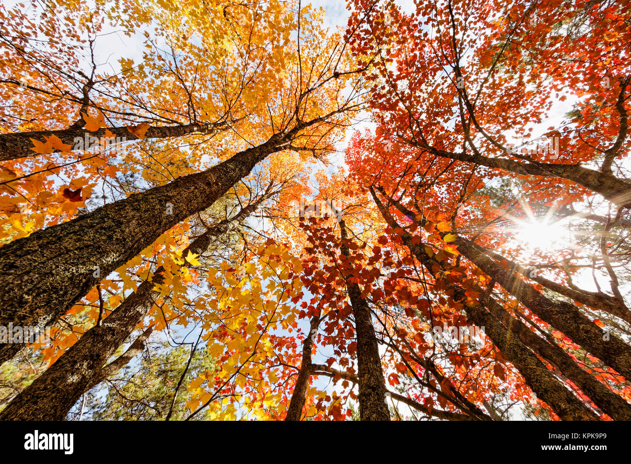 Skyward view maple tree in pine forest hi-res stock photography and ...