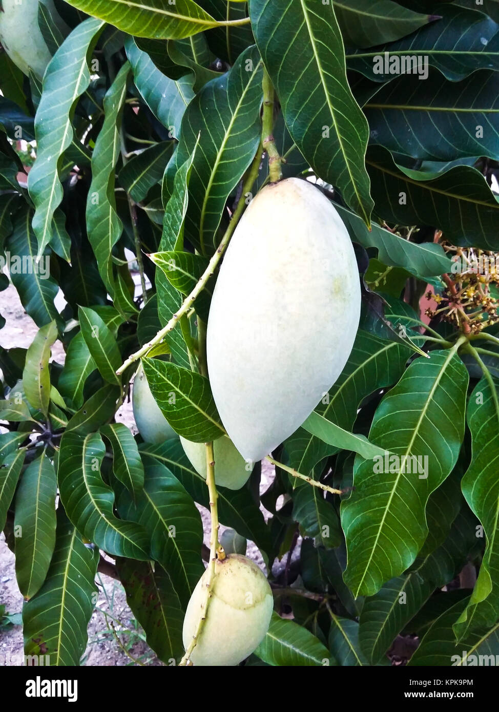 Fresh thai mangoes in garden Stock Photo - Alamy