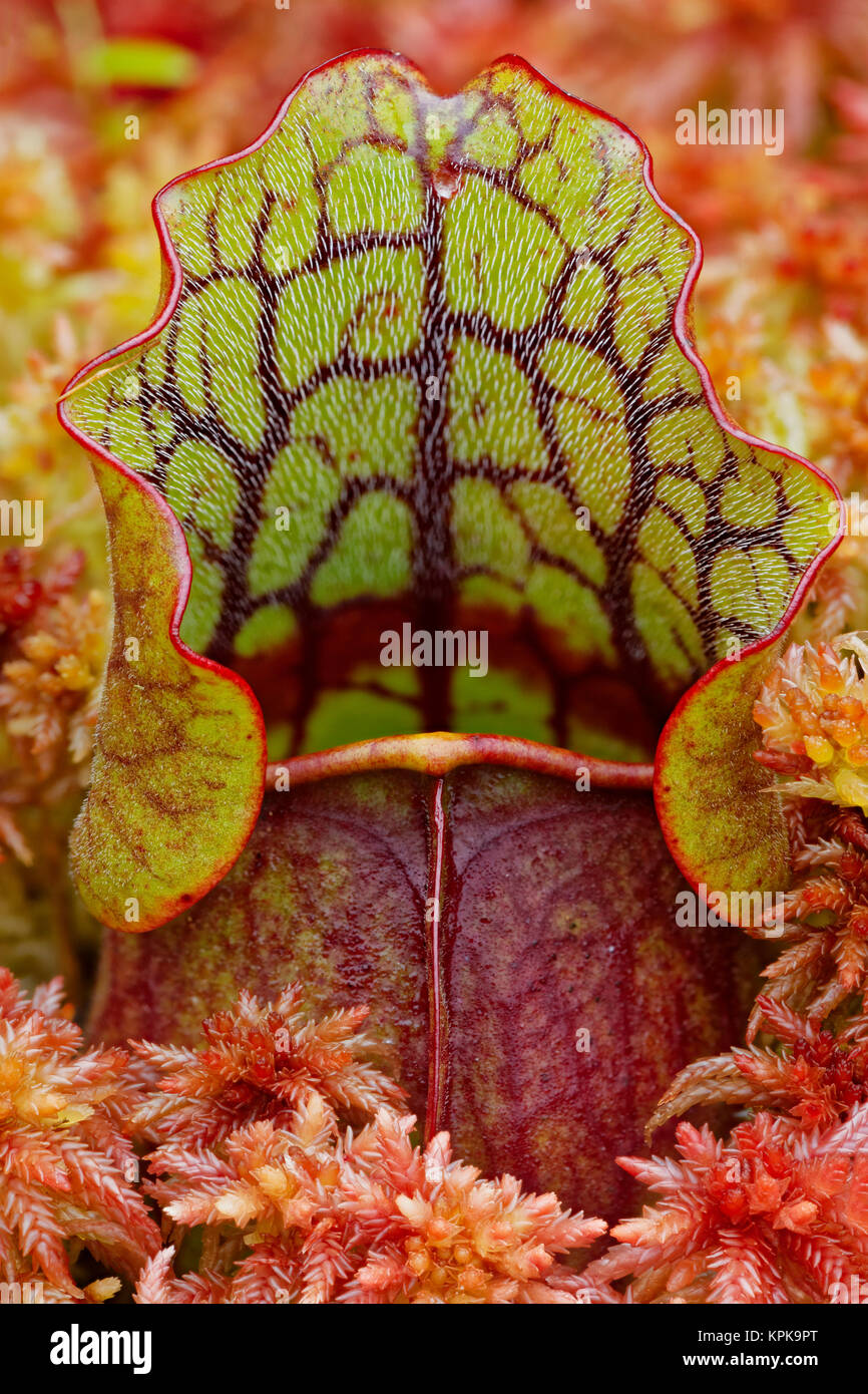 Northern Pitcher Plant, Sarracenia purpurea, in Sphagnum moss, Hiawatha ...