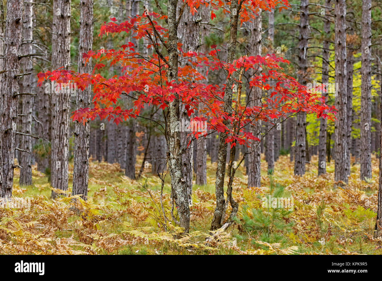 Maple trees in fall colors, Hiawatha National Forest, Upper Peninsula ...