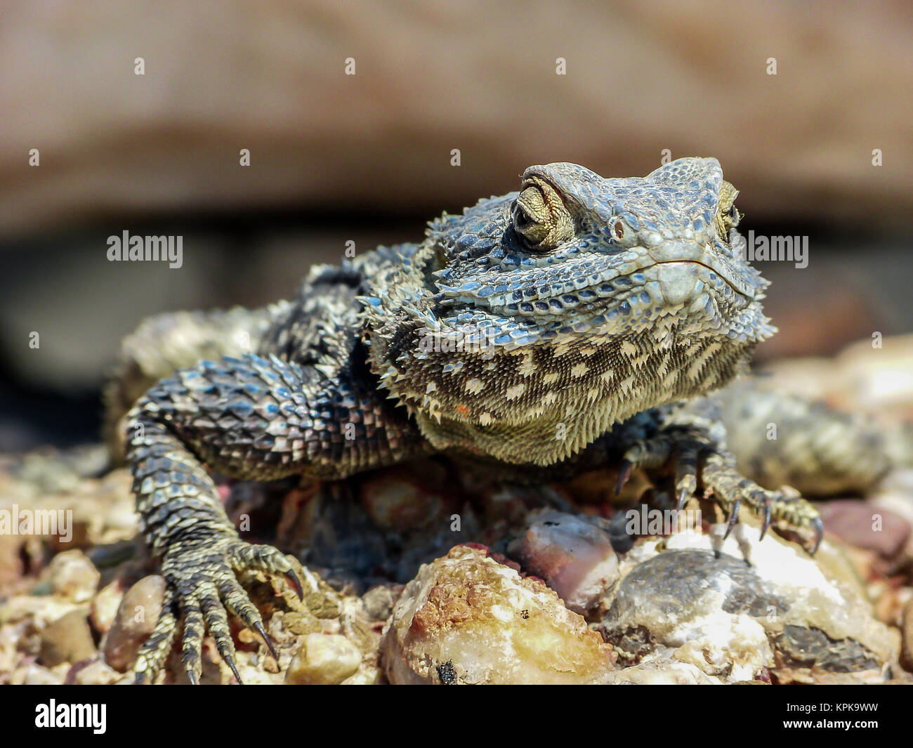 hardun lizard in the wall column Stock Photo - Alamy