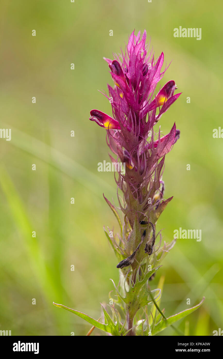 arvense field cow-wheat melampyrum Stock Photo - Alamy