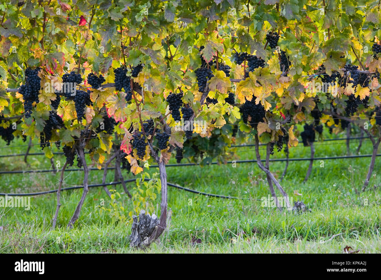 USA, Michigan, Lake Michigan Shore, Mission Peninsula, Mapleton ...