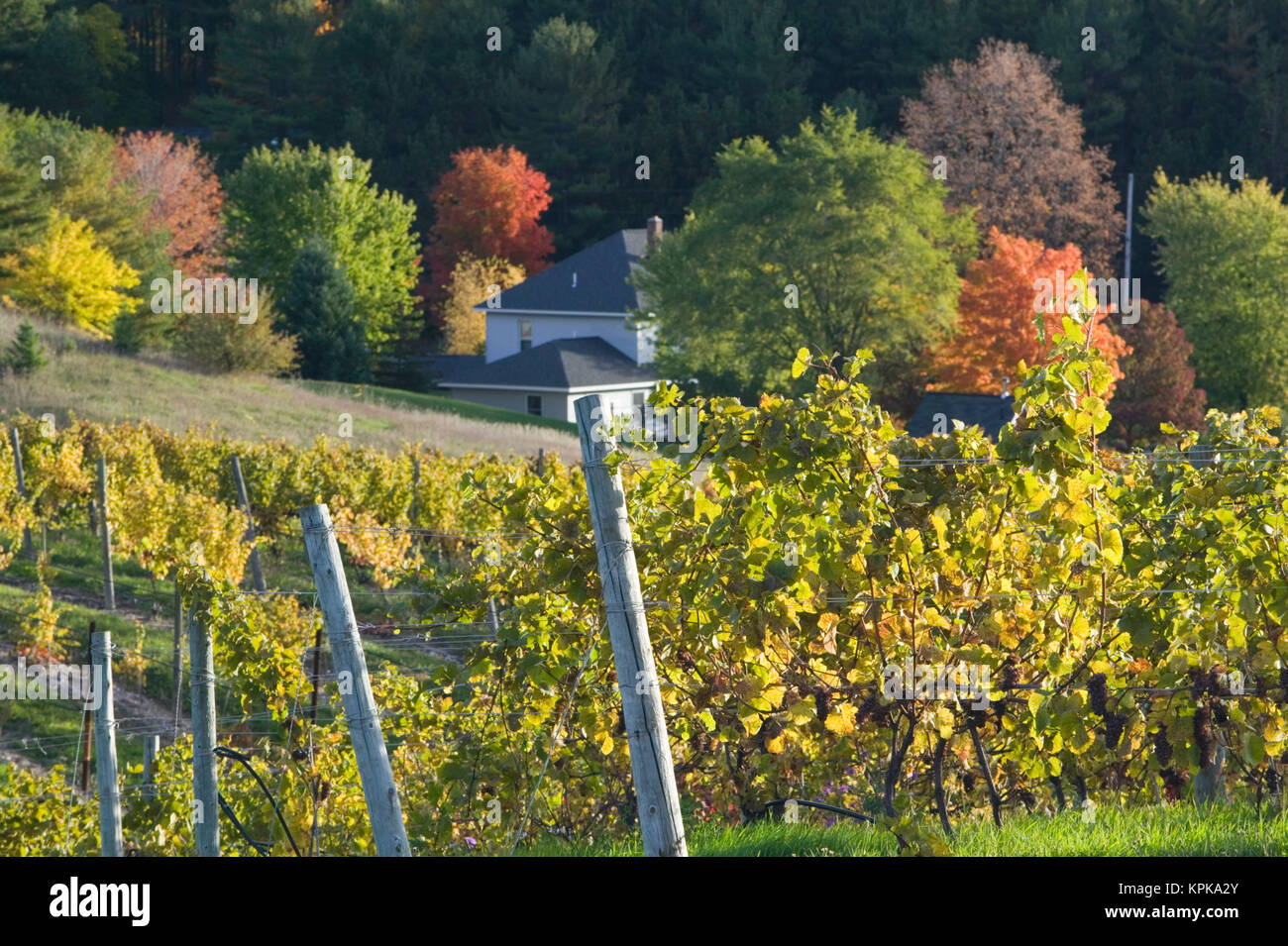 USA, Michigan, Lake Michigan Shore, Mission Peninsula, Mapleton ...