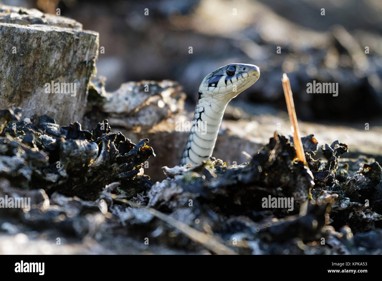 grass snake,natrix natrix Stock Photo - Alamy