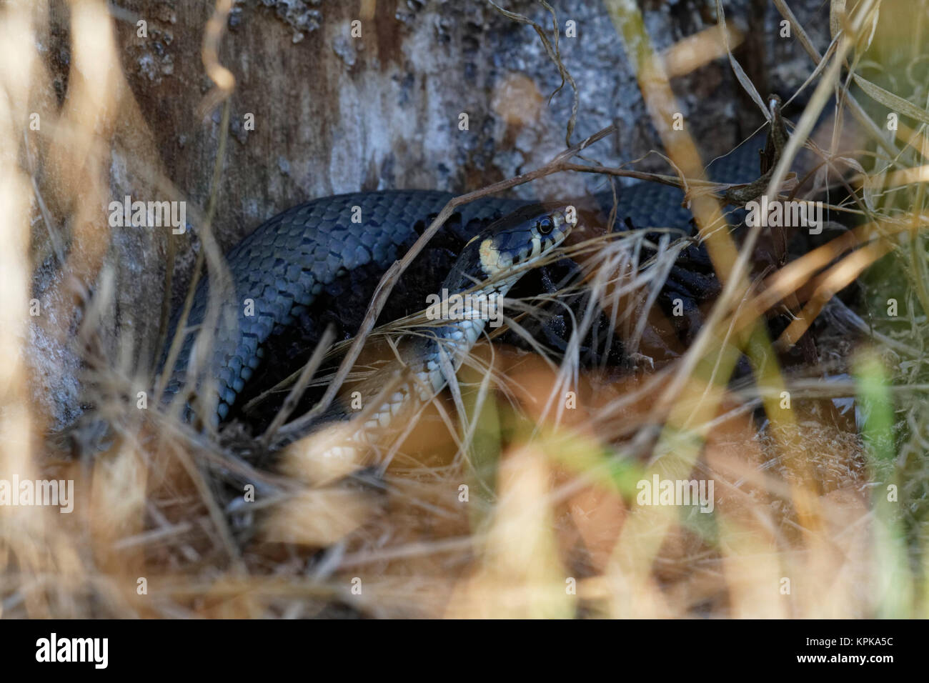 grass snake,natrix natrix Stock Photo - Alamy