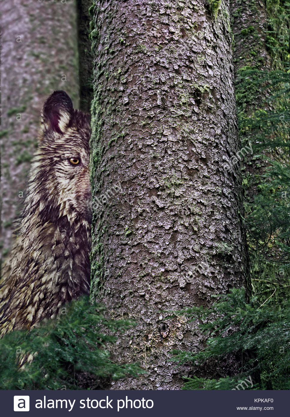 Wolf Behind Tree Stock Photos & Wolf Behind Tree Stock Images - Alamy