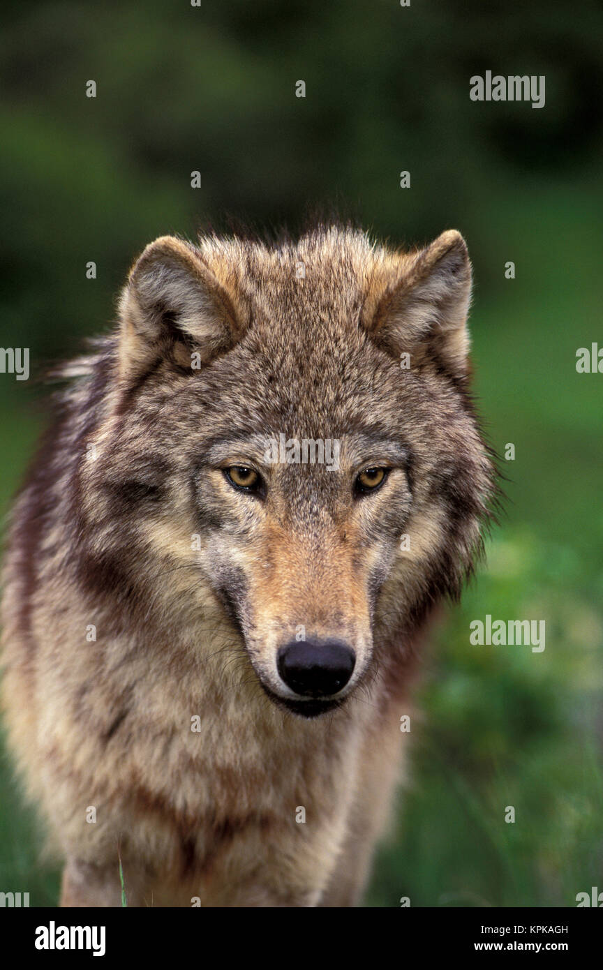 North America, USA, Montana. Wolf Stock Photo - Alamy