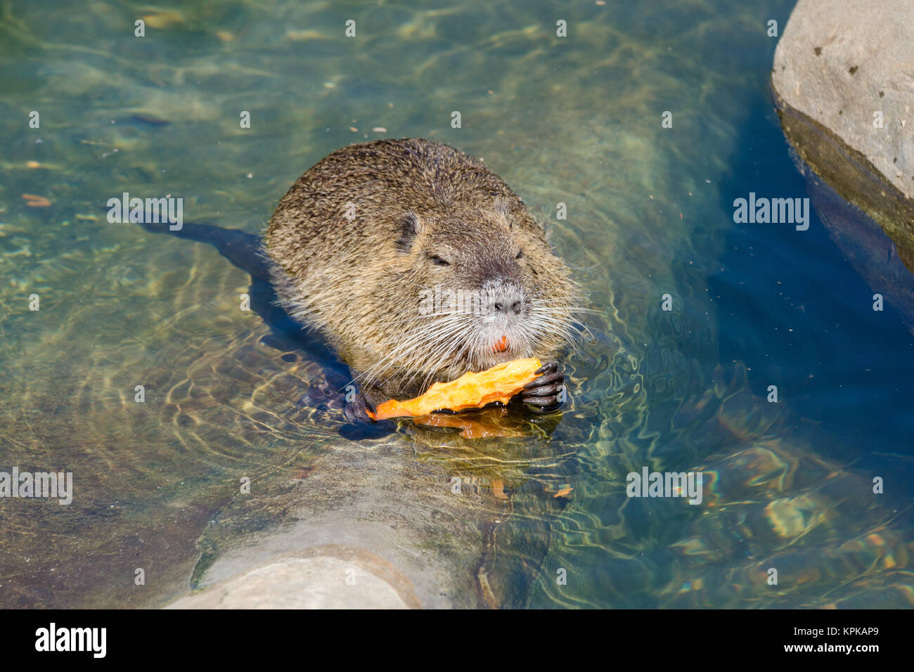 European Beaver eating a carrot Stock Photo - Alamy