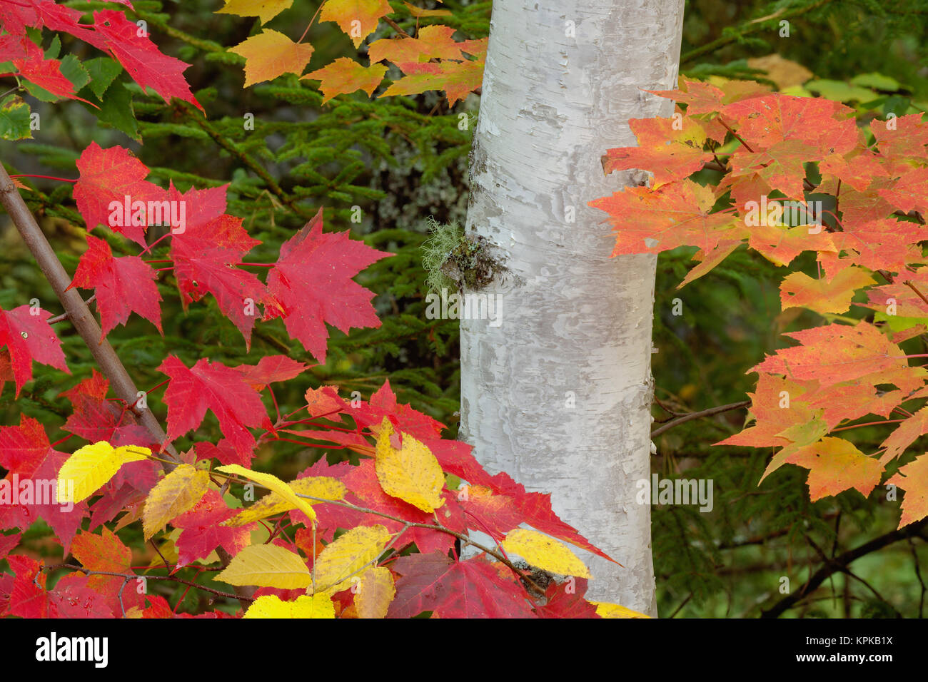 Fall birch tree hi-res stock photography and images - Alamy