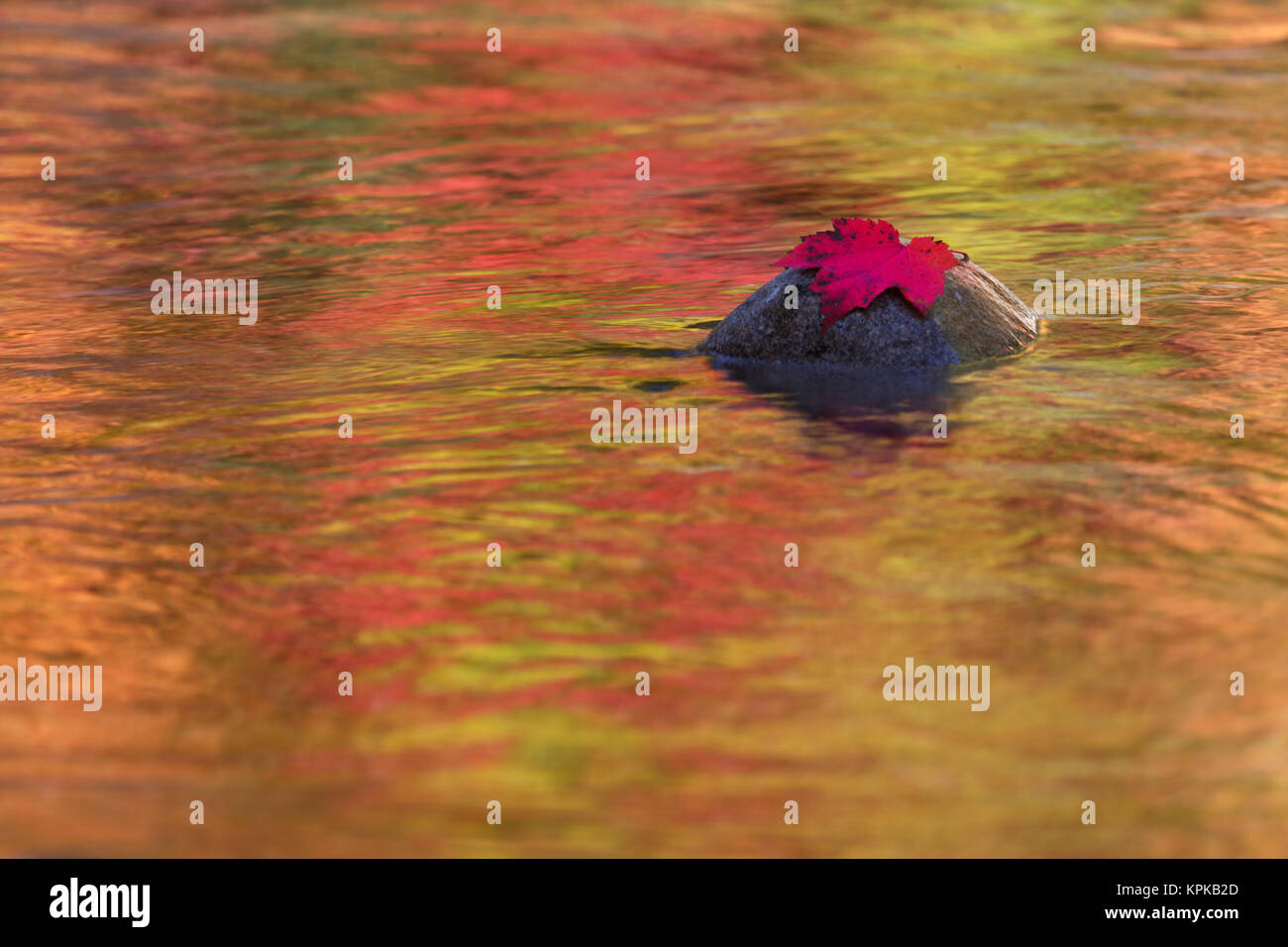 Red Maple leaf on rock in Swift River, White Mountain National Forest ...