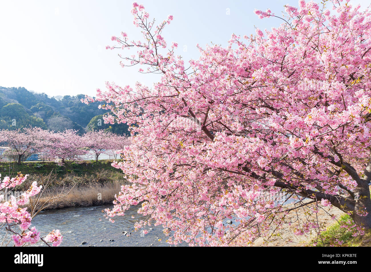 Sakura tree and river Stock Photo - Alamy