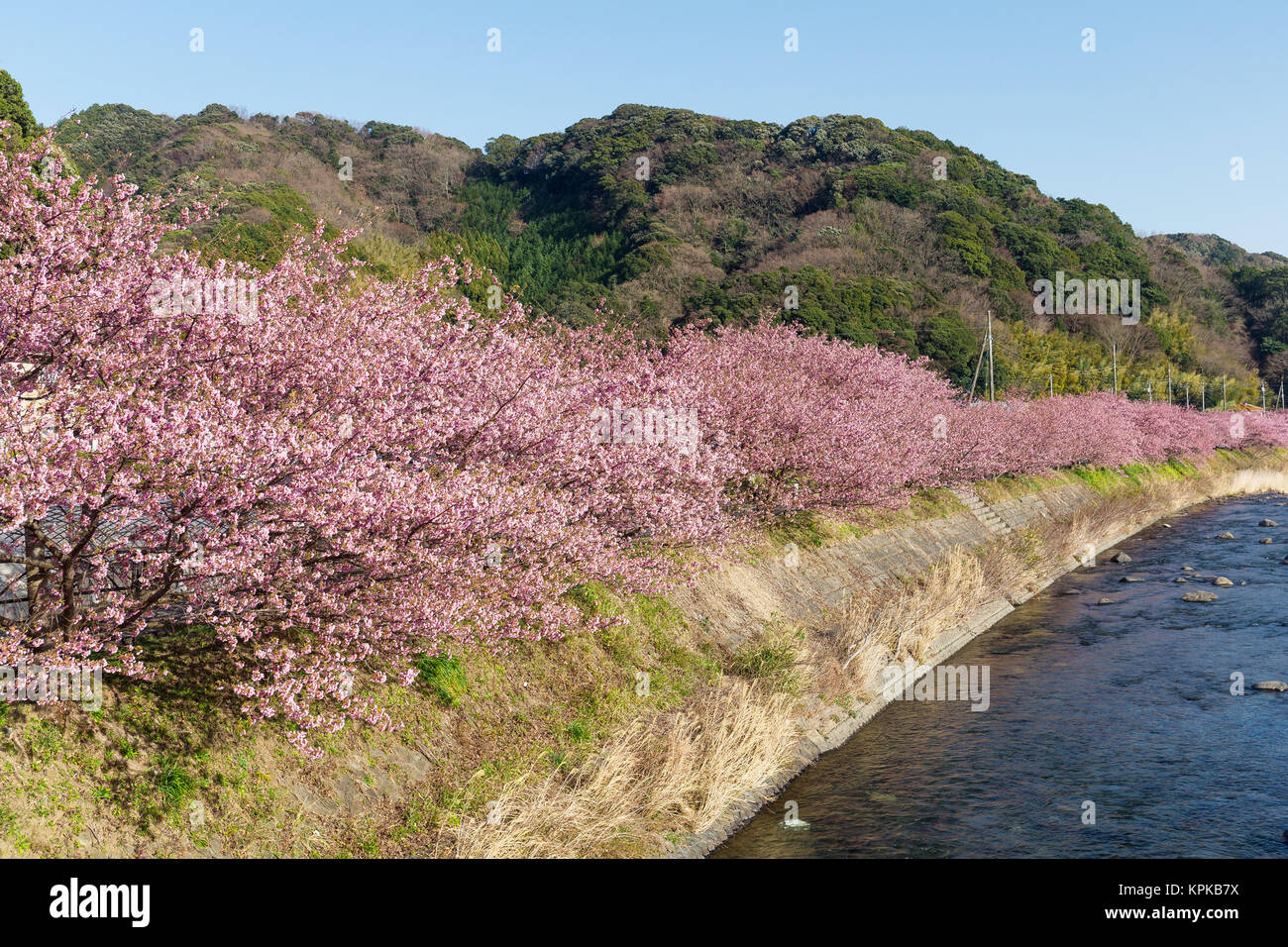 Old rock cherry tree hi-res stock photography and images - Alamy