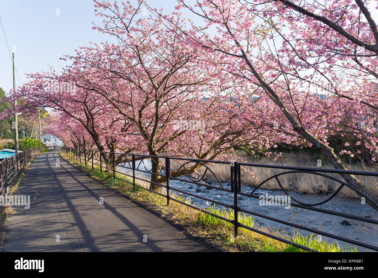 Sakura flower tree in kawazu Stock Photo - Alamy