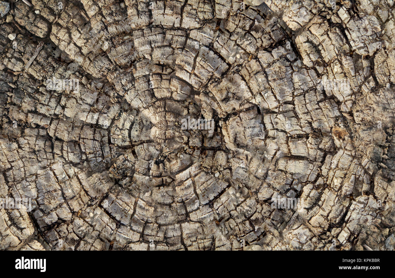 Annual ring hi-res stock photography and images - Alamy